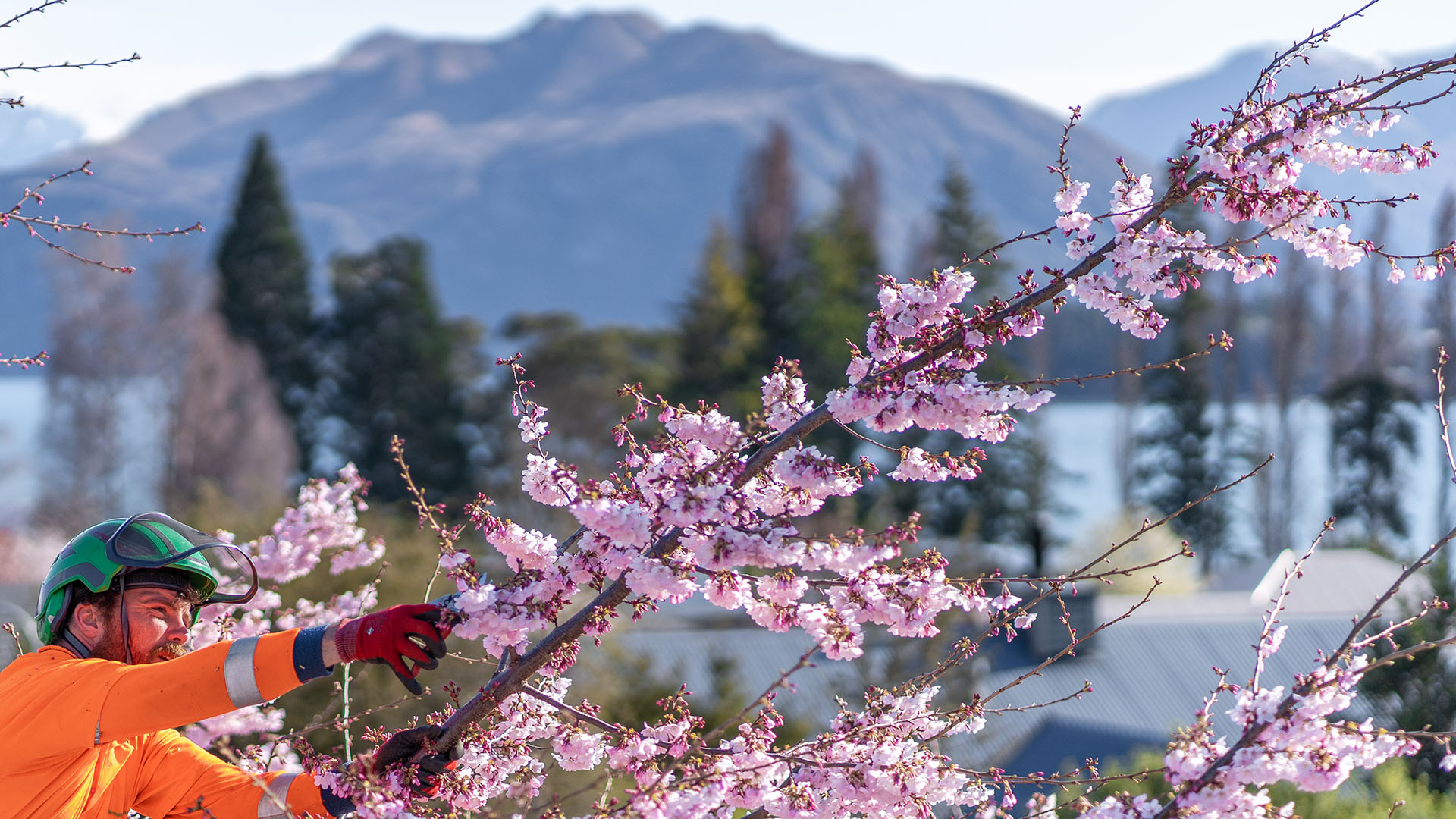 Tree Management and Arboriculture Solutions