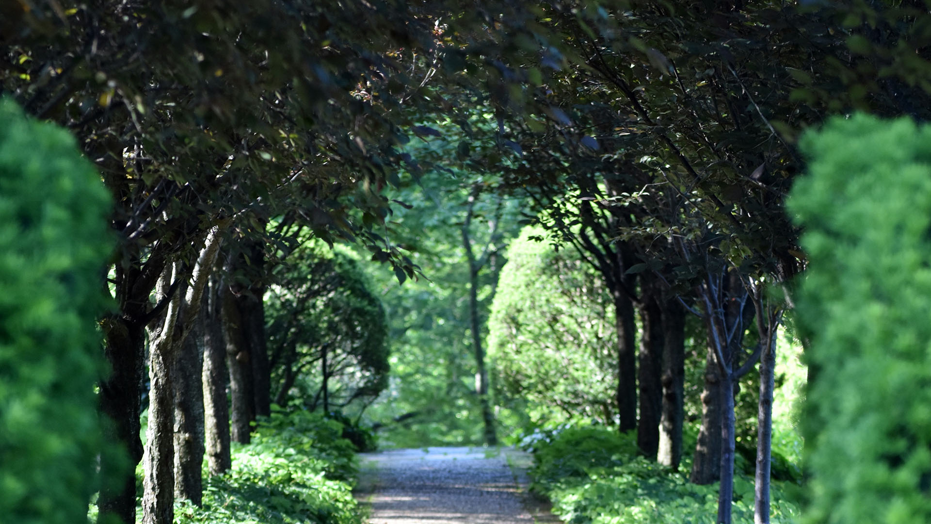 Health Care Landscape Services for Hospitals and Health Centres